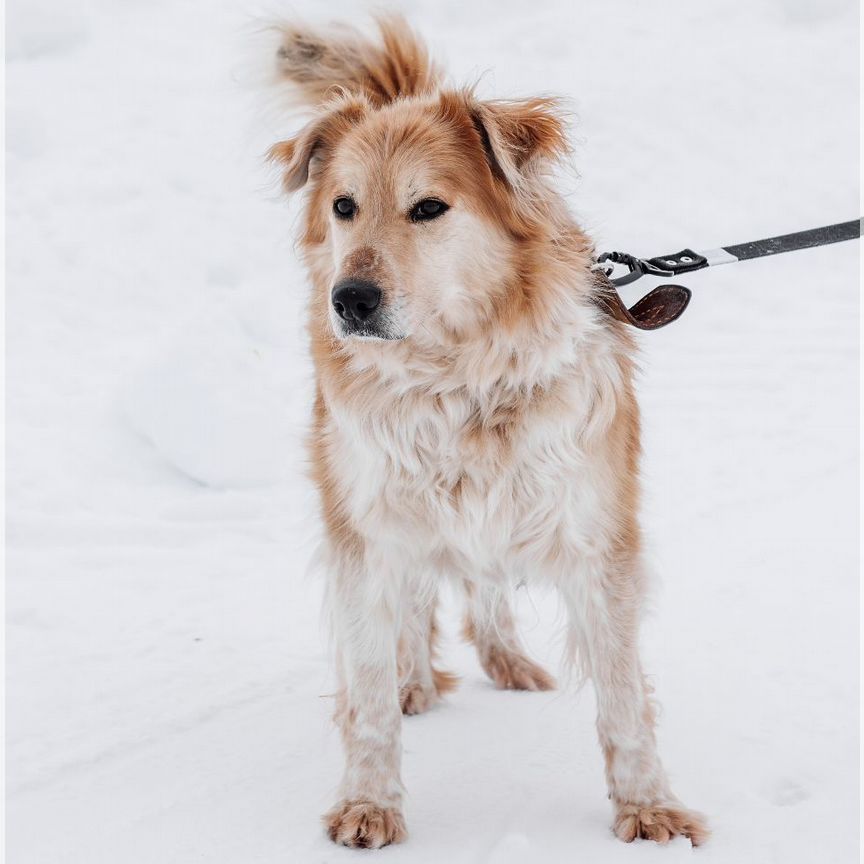 Золотистый ретривер, взрослый пёс