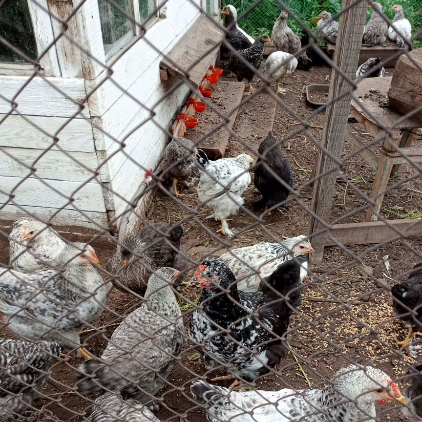 Куры домашние