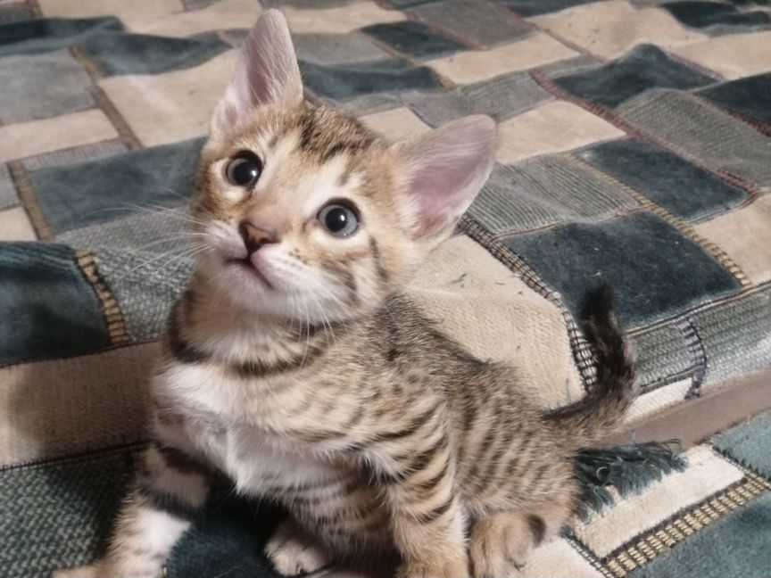 Бенгальские котята