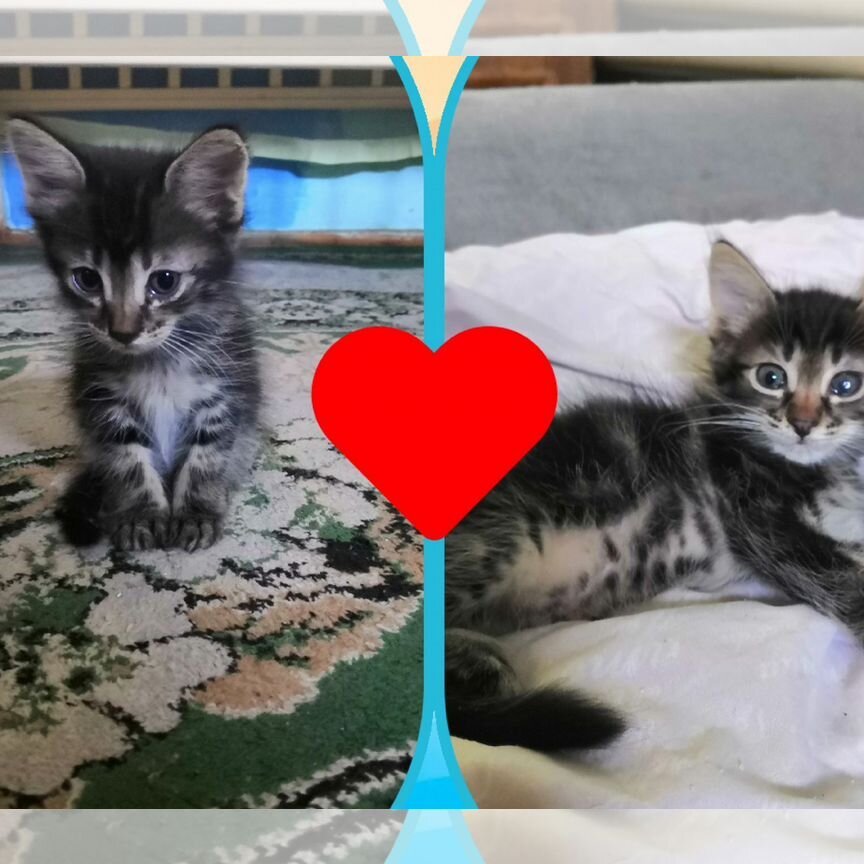 Котята в добрые руки