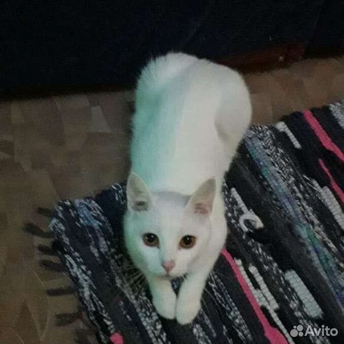 Альбинос кошка 1 год в добрые ручки