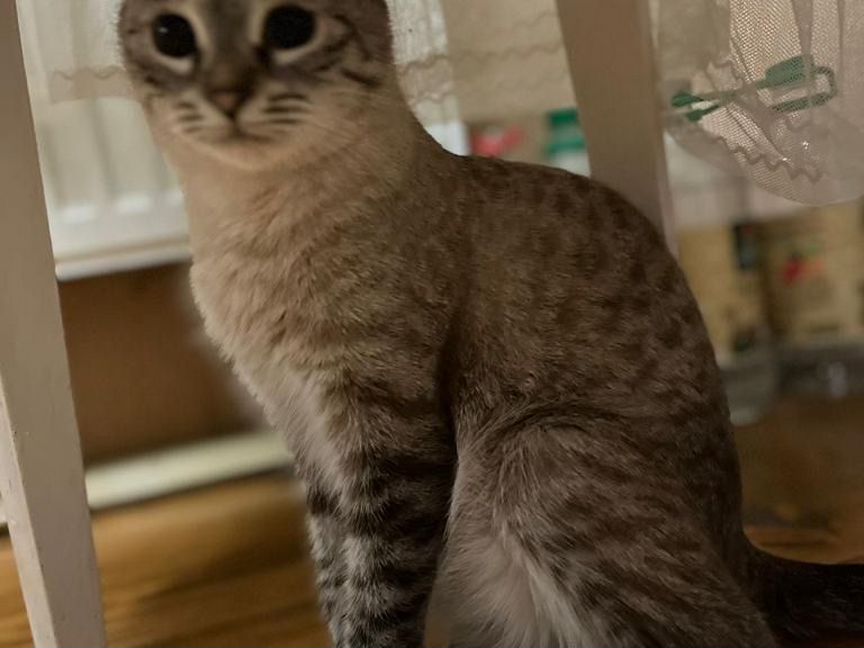 Кошка