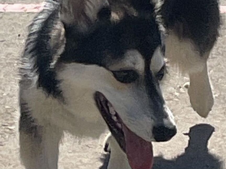 Собака в добрые руки