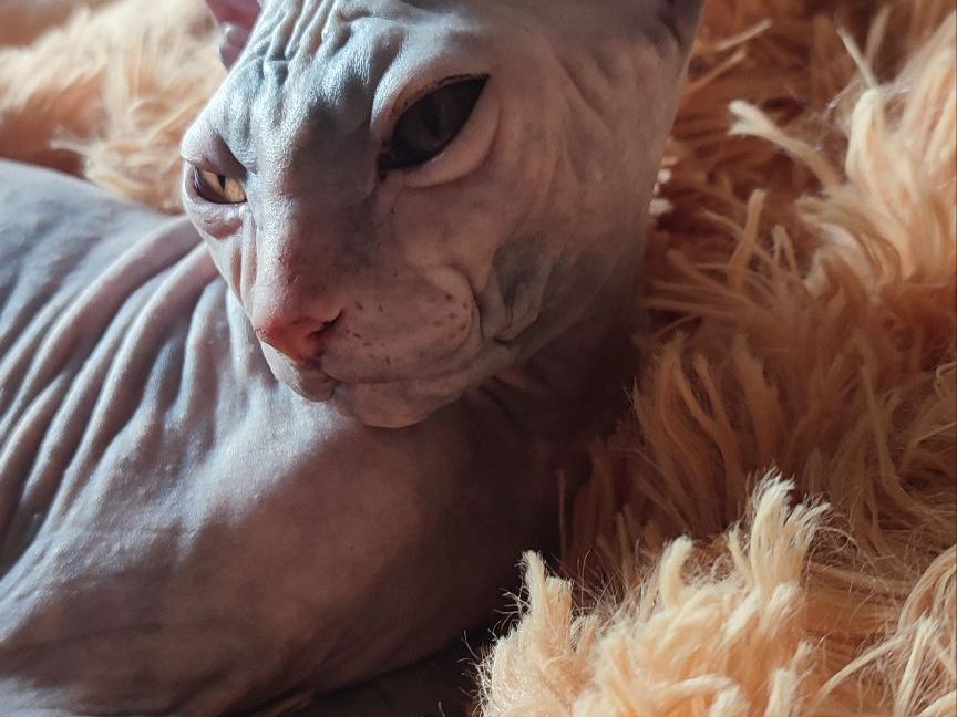 Сфинкс эльф котята