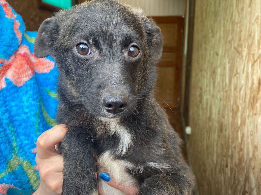 Щенок в добрые руки бесплатно