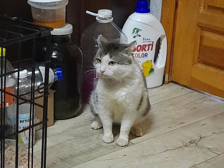 Котик в добрые руки