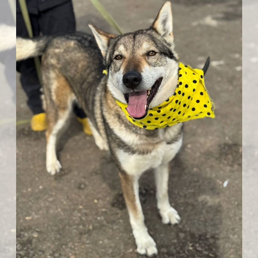 Взрослая собака в добрые руки