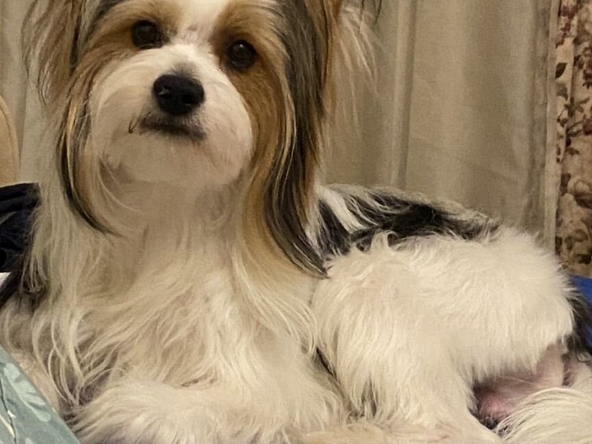 Бивер вязка