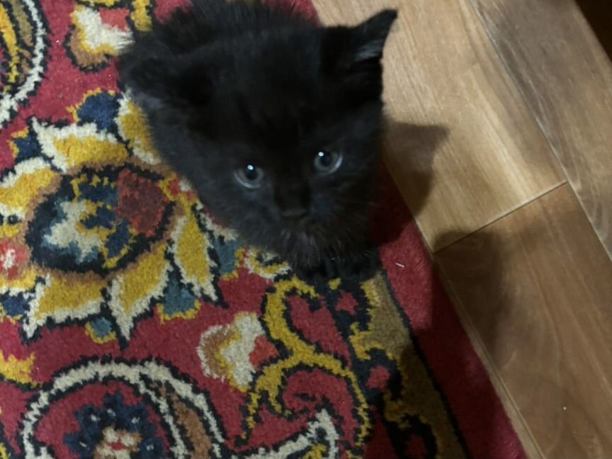 Котята
