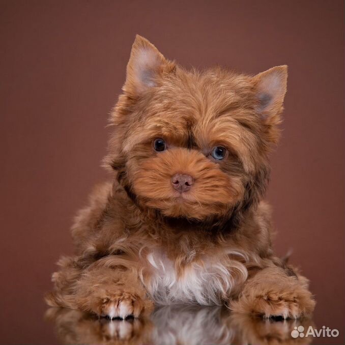 Перчик (Мальчик) голубоглазый, окрас тигренока