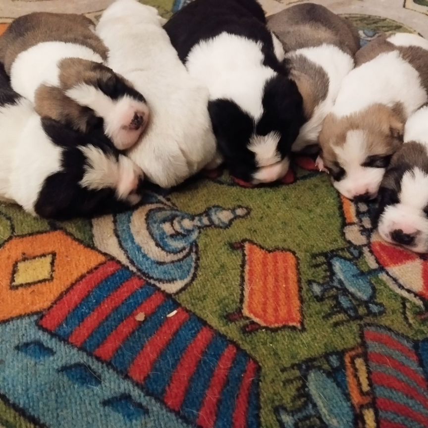 Продаются щенки сао