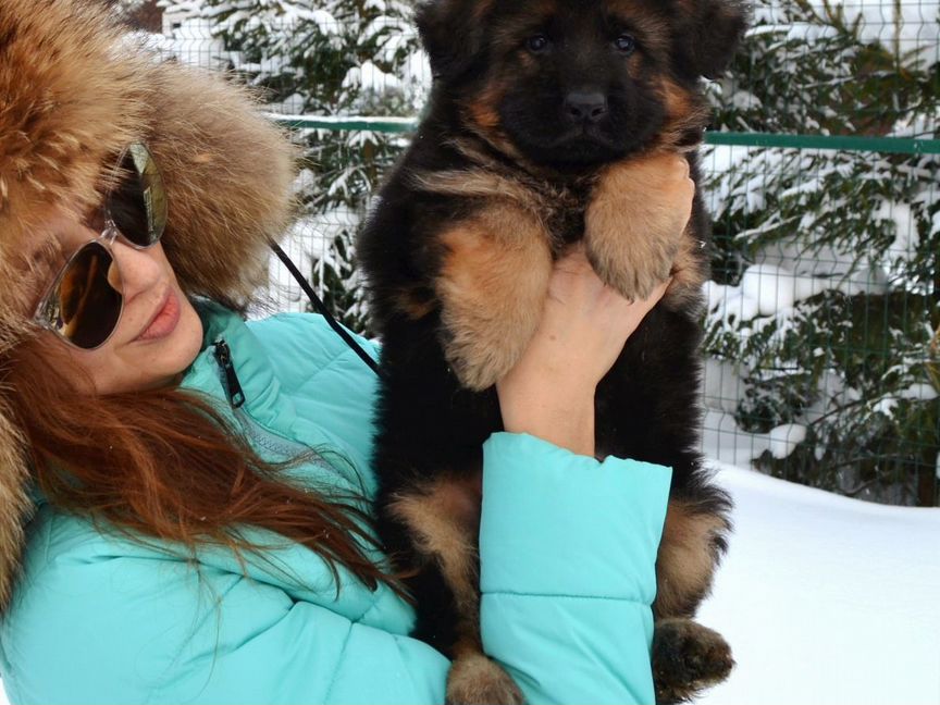 Длинношерстные дети Отборника