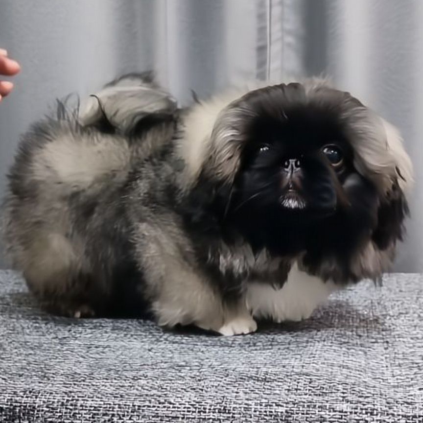 Пекинес, щенок