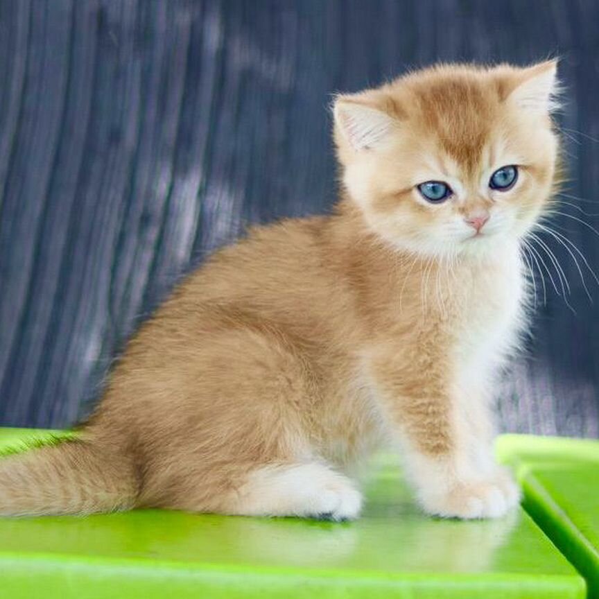 Роскошный малыш. Котик мечта