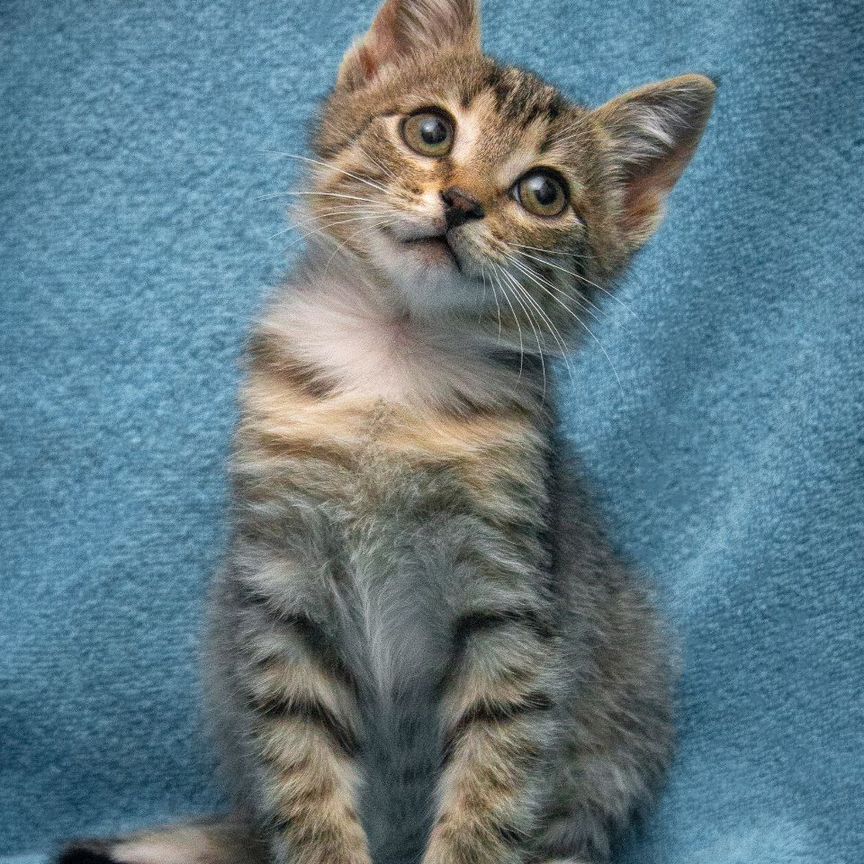 Котенок мальчик в дар