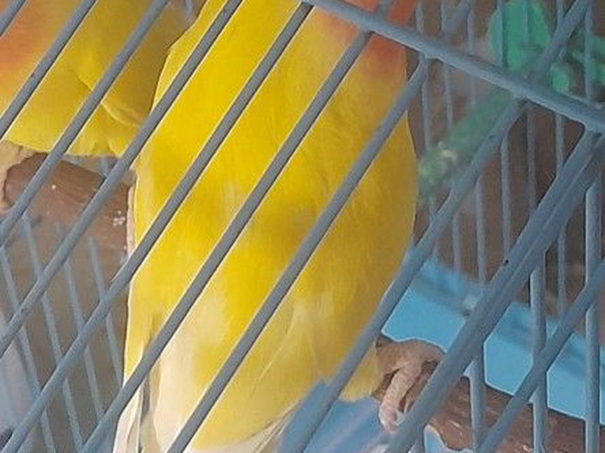 Птенци попугая неразлучника