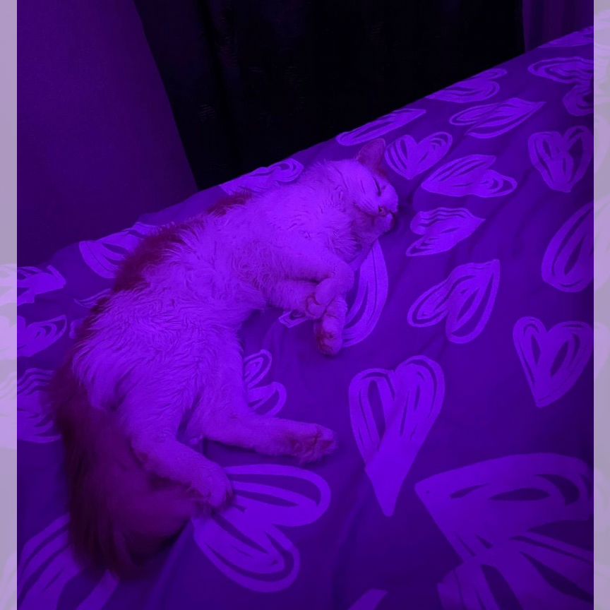 Взрослый кот в добрые руки