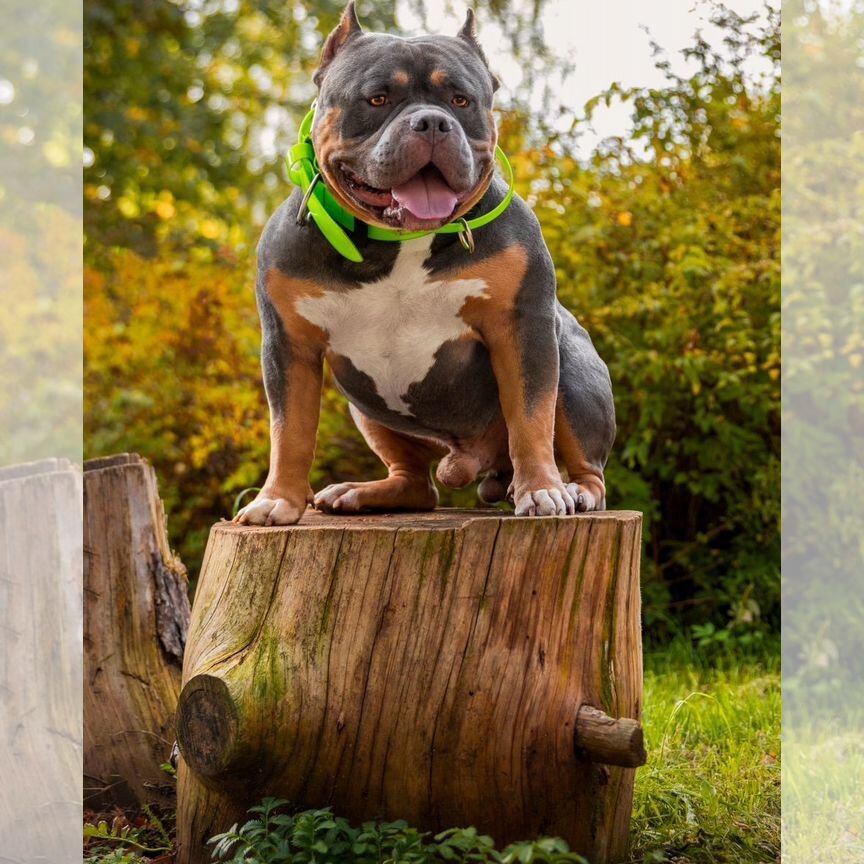 Американский булли, взрослый пёс