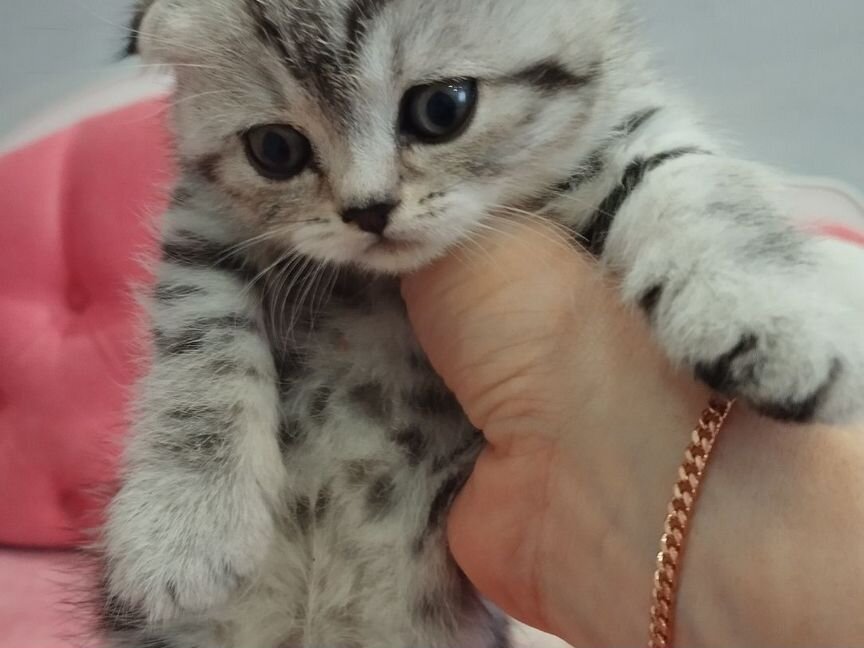 Шотландские плюшевые вислоухие котята