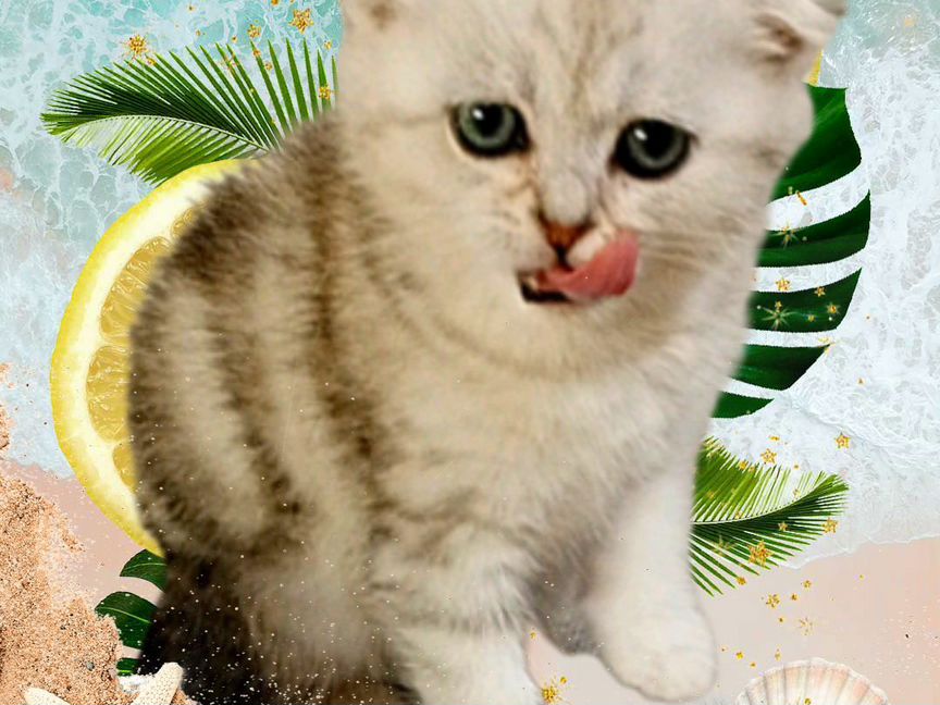 Вислоухий котик