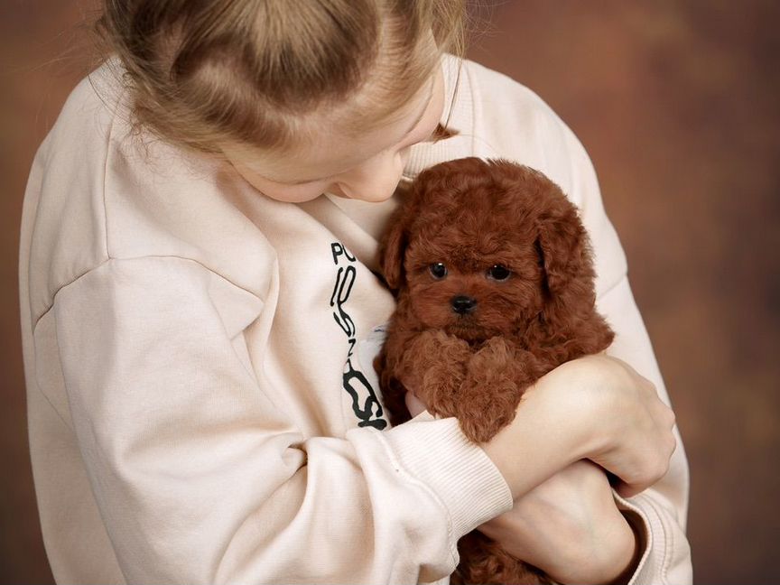 Тедди/ мальтипу