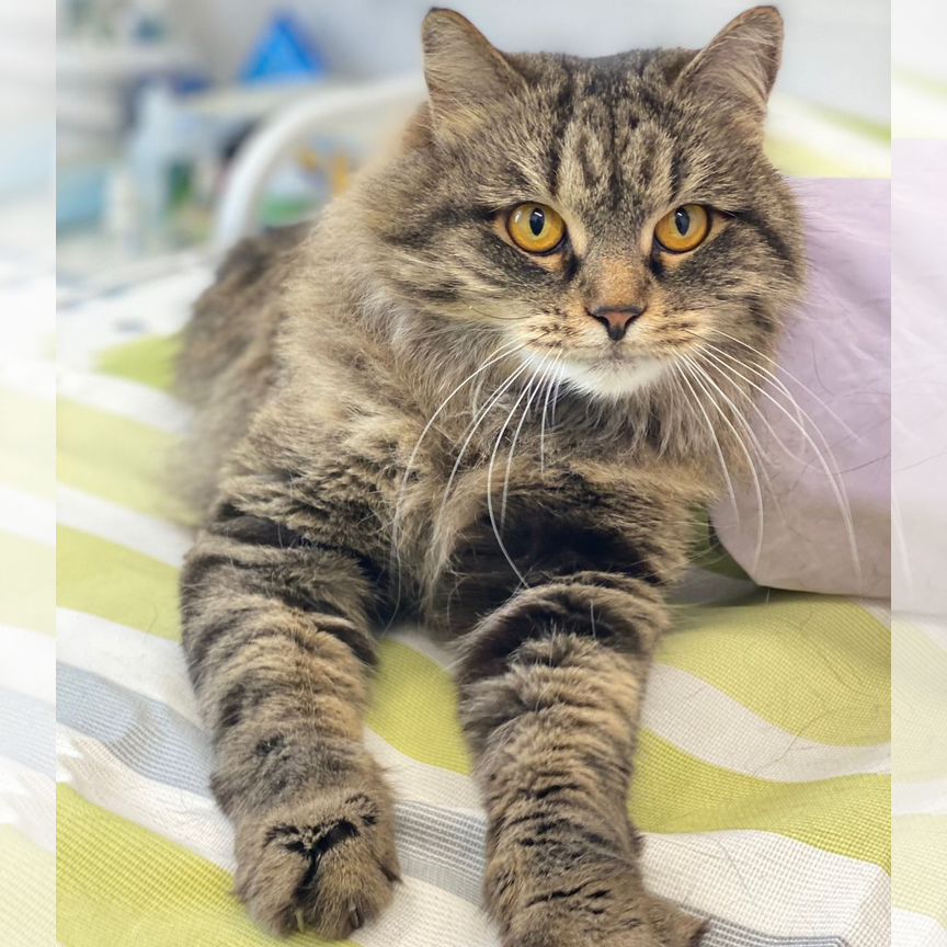 Взрослая, кошка в добрые руки