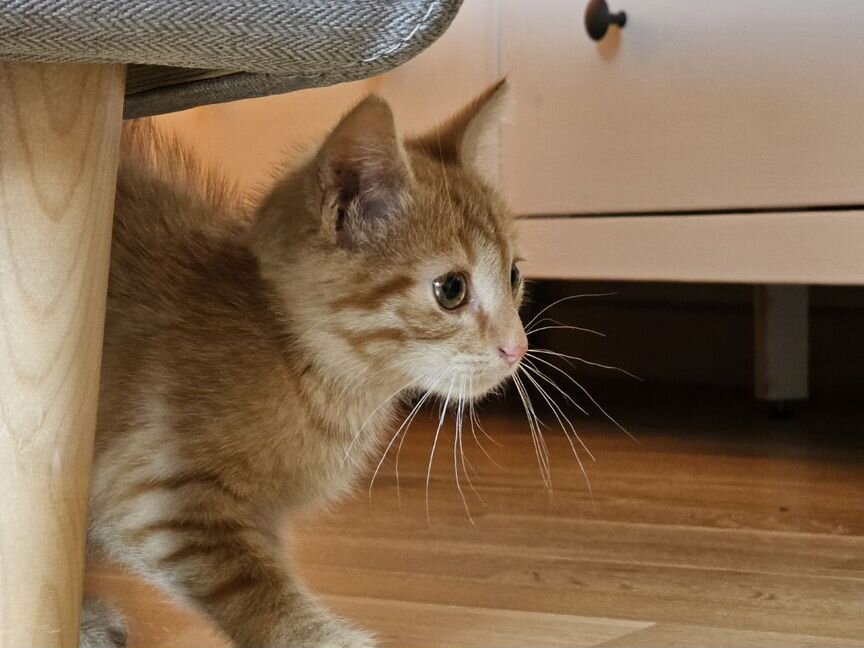 Красивый рыжий котёнок кот