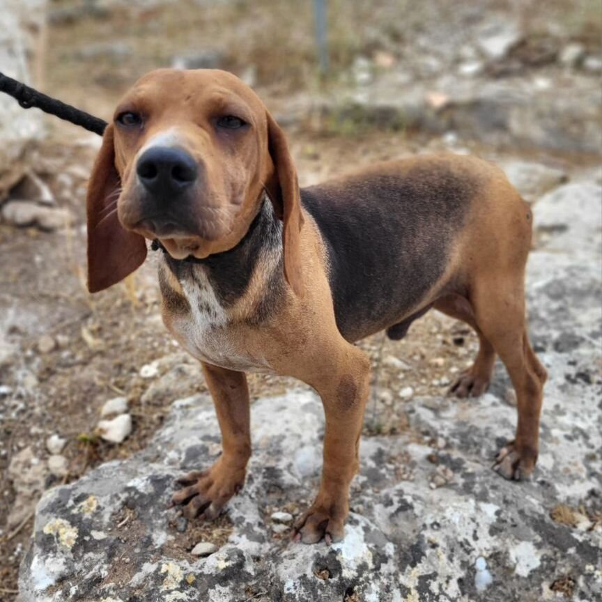 Собака в добрые руки