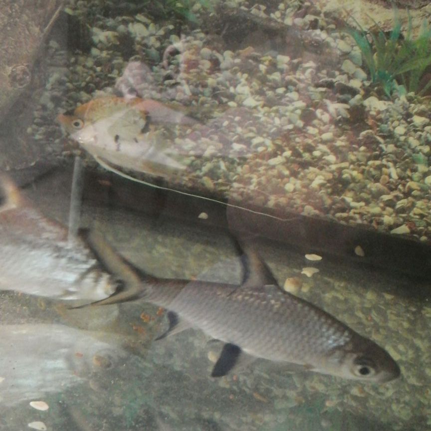 Акулий балу, астронотус