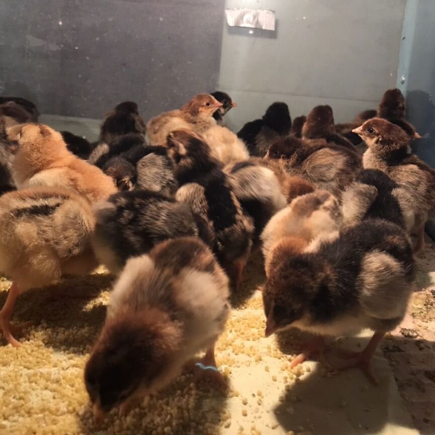 Цыплята породы Кучинская юбилейная