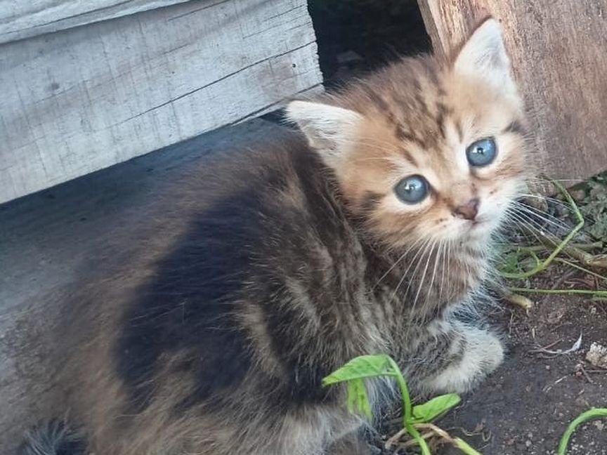 Малыш Арчибальд, 1,5 мес, лоток знает