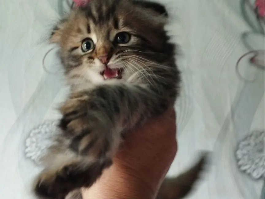 Вислоухий кот ищет дом