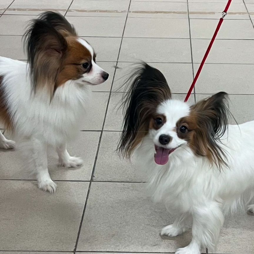 Сливочно-пломбирные мальчики