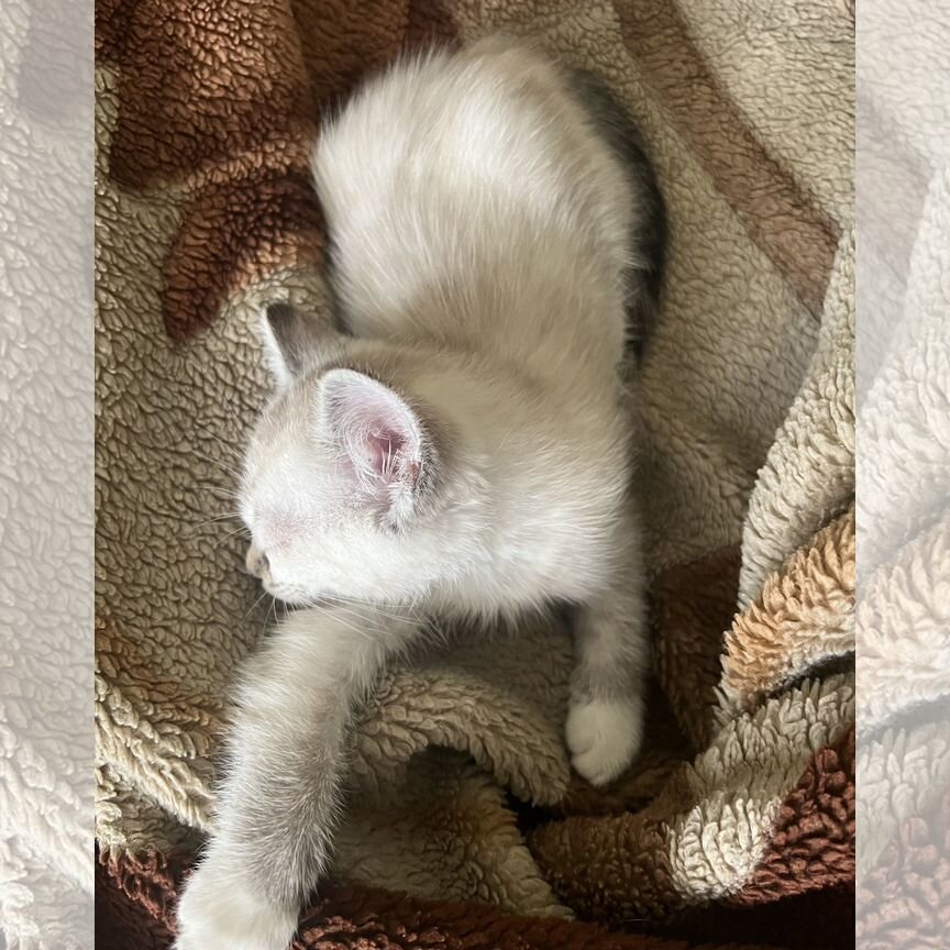 Котёнок в добрые руки