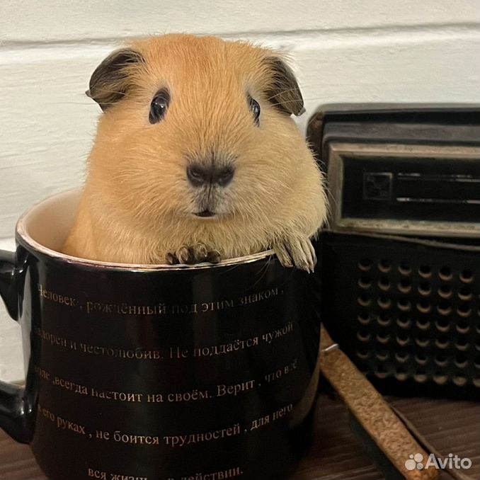 Морская свинка калифорния