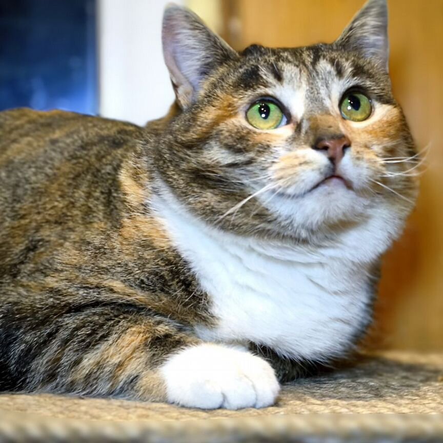 Взрослая, кошка в добрые руки