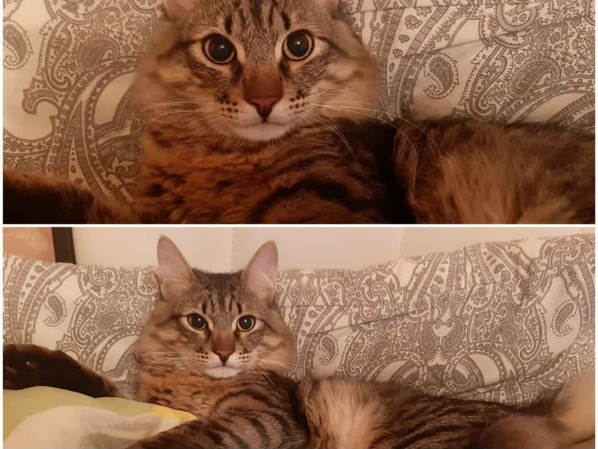 В добрые руки