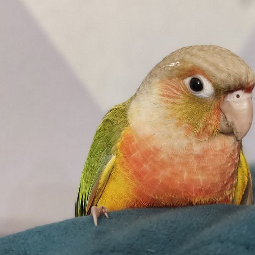 Попугай пирурра Ананас