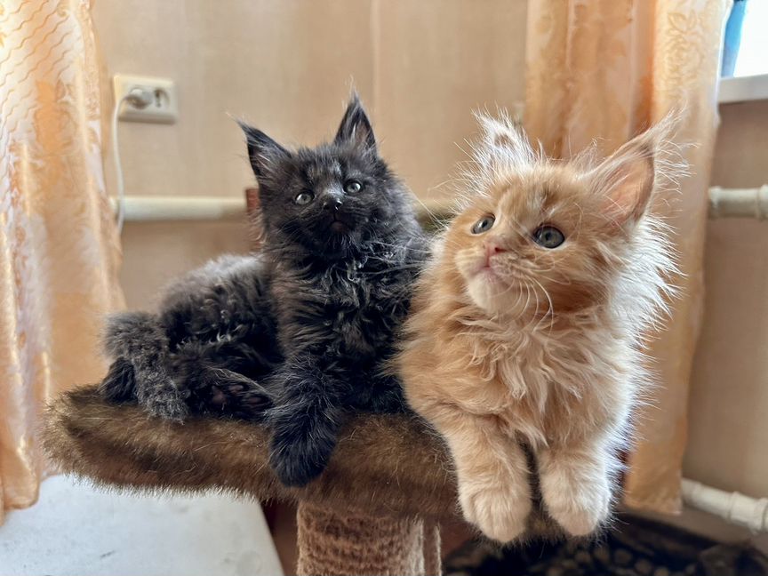 Котята мейн кун