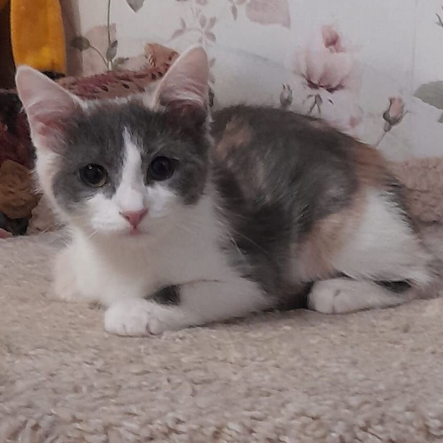Гладкошерстный котенок в добрые руки