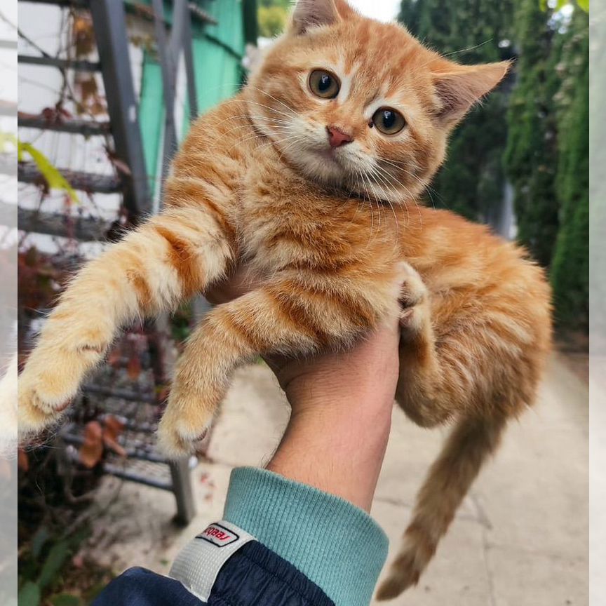 Дачники бросили котят