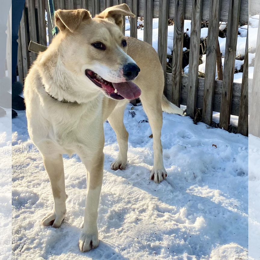 Взрослый пёс в добрые руки