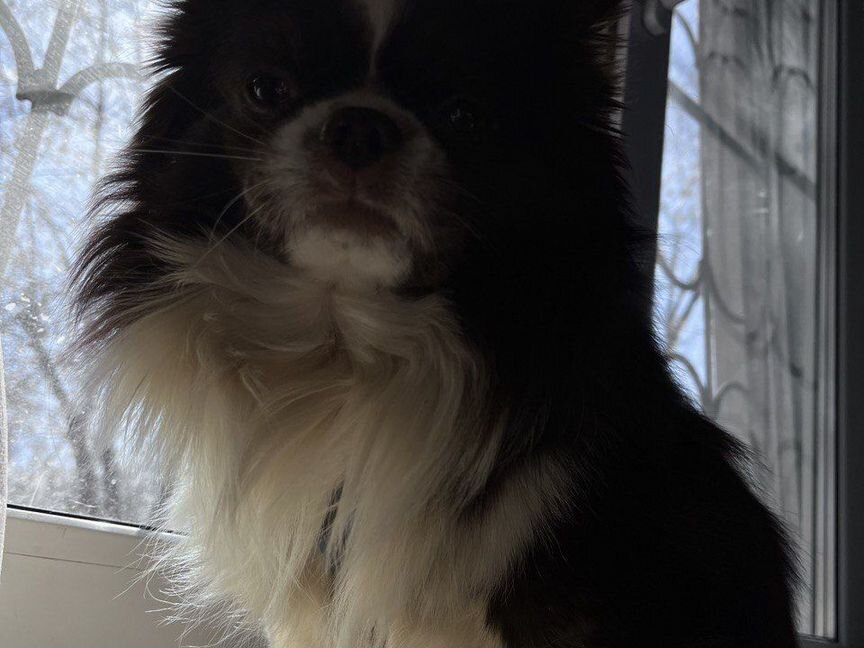 Случка чихуахуа кобель