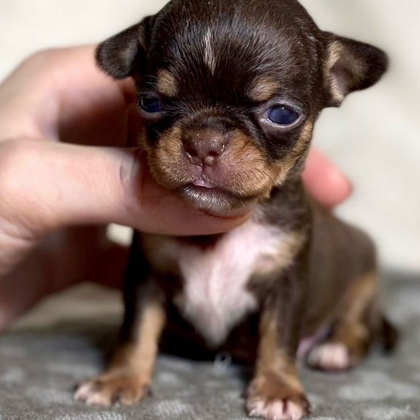 Чихуахуа, щенок