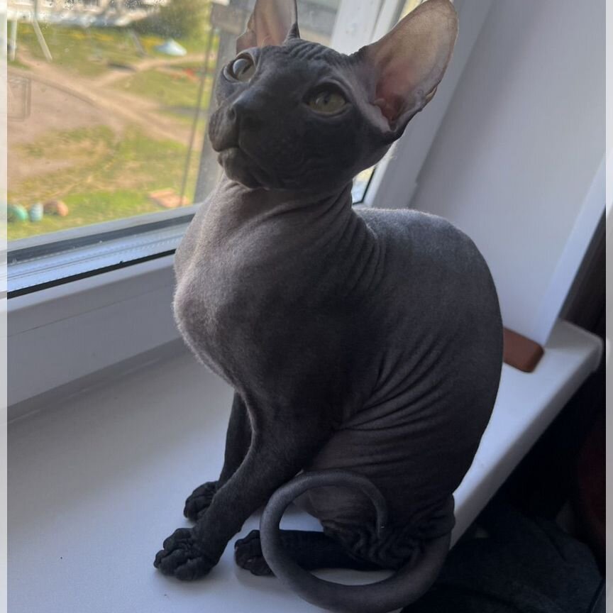 Донской сфинкс, взрослая кошка