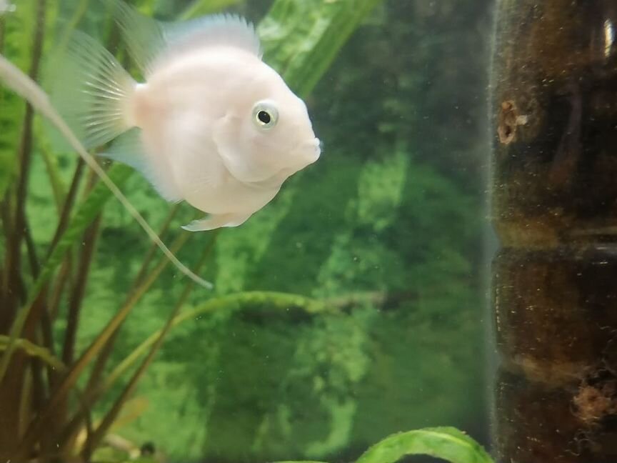 Платиновый попугай