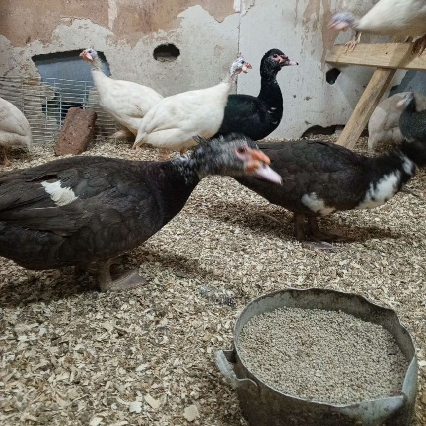 Селезень мускусной утки породы Красный бык