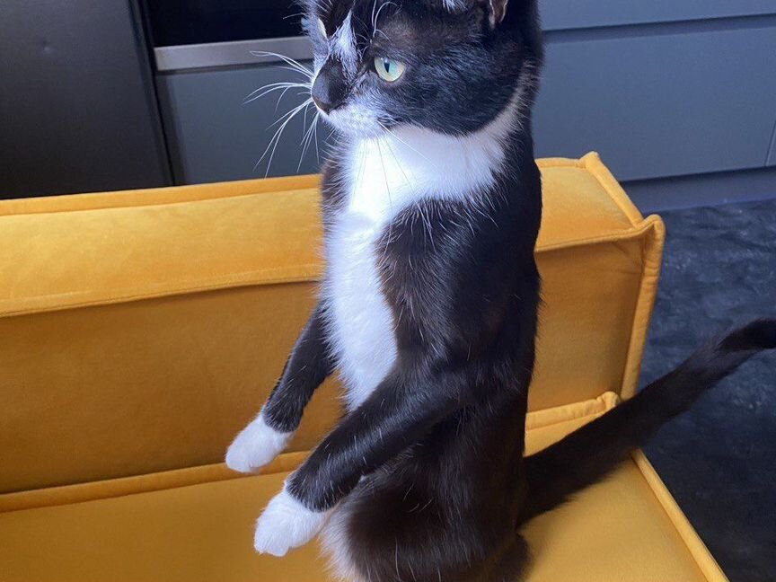 Отдам котика в добрые руки
