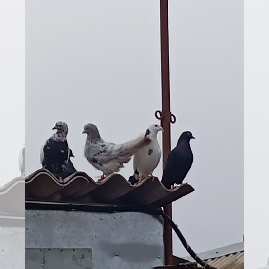 Голуби