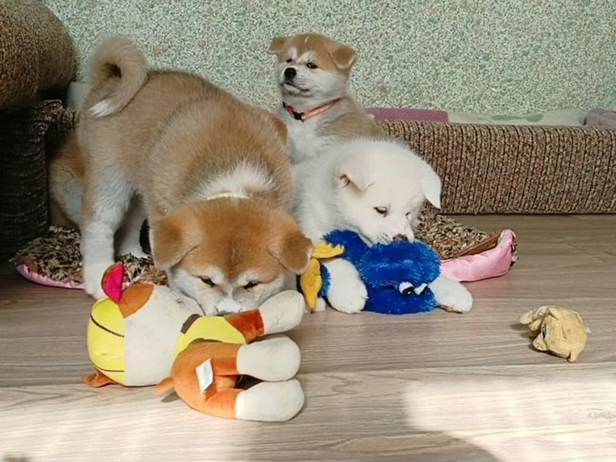 Акита ину. Хатико